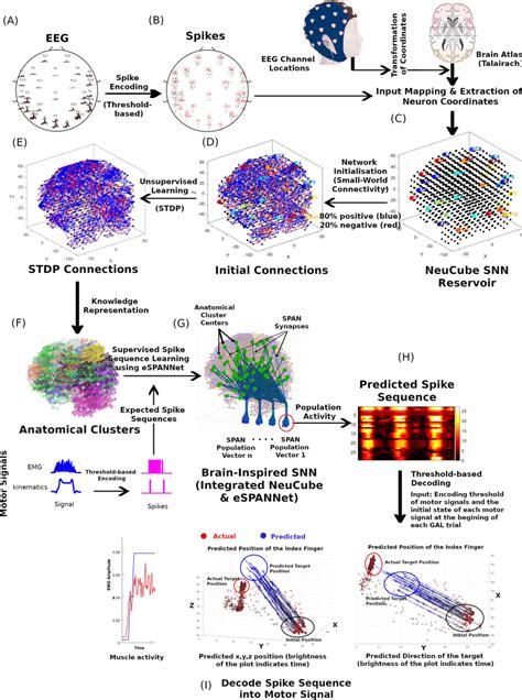 Integration Of The Espannet With The Neucube Snn Architecture And Major