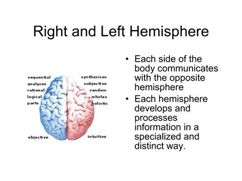 Right Left Hemispheres Ppt