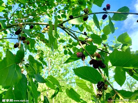 桑树 摄影图 自然风景 自然景观 摄影图库 昵图网