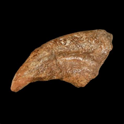 12 Dromaeosaurid Raptor Fossil Claw Bone Cretaceous Age Dinosaur