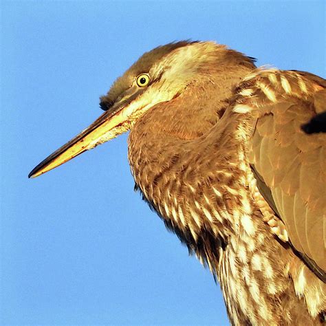 Great Blue Heron Juvenile Photograph By Lindy Pollard Pixels