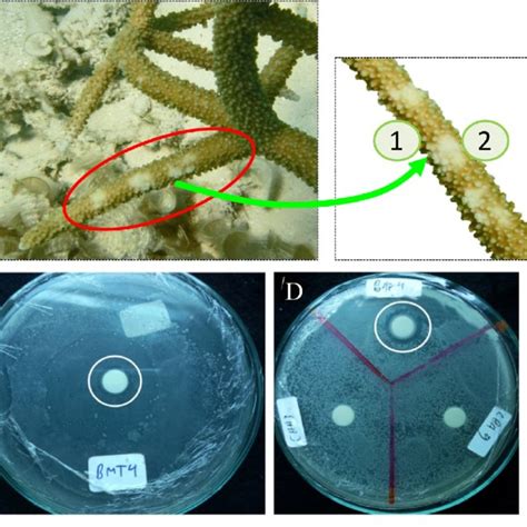 A Acropora Muricata Infected By White Patch Disease Red Circle B