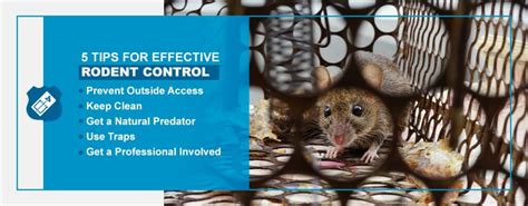 Effective Rodent Control Tips Pestech Pest Control And Exterminator