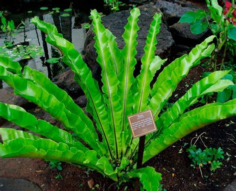 Asplenium Home Care Replanting And Propagation Species