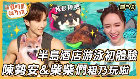 Sub Ep8 陳勢安 柴犬姊妹花 游泳初體驗！ 呵喜大秀泳技 Sandy直呼戀愛啦！狗狗半島酒店 私廚料理 超享受旅行【 萌寵明星粗乃玩
