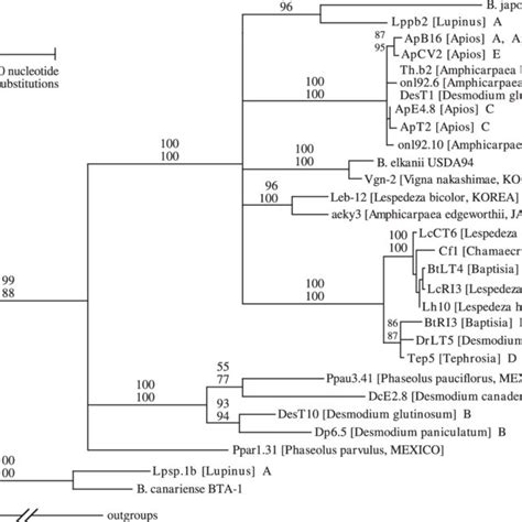 Bootstrap Majority Rule Maximum Parsimony Mp Consensus Tree For Tfda
