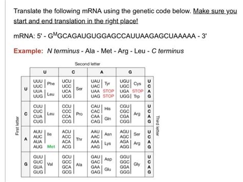 Solved Translate The Following Mrna Using The Genetic Code