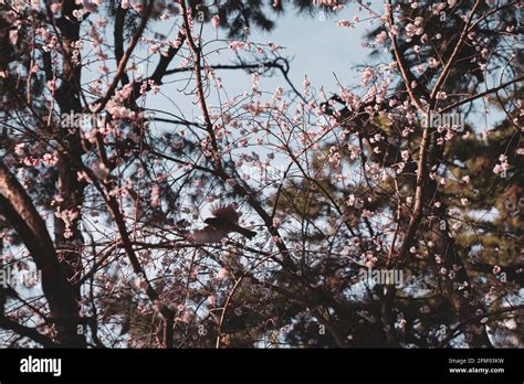 Cherry Blossom On Tree Branch Stock Photo Alamy Cherry Blossom On Tree Branch Stock Photo Alamy