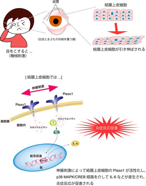 目をこする行為が急性炎症を引き起こす仕組み 新論文紹介 自由が丘 清澤眼科