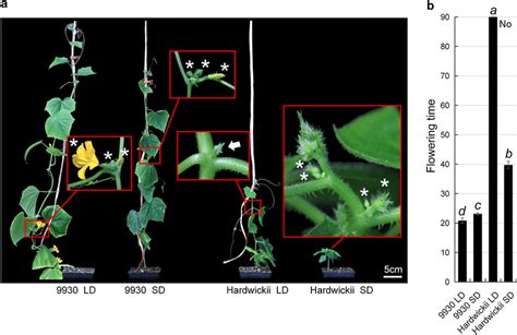 Flowering Phenotype Of 9930 And Hardwickii Cucumber Under Ld And Sd
