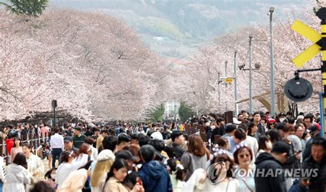 전국 최대 벚꽃 축제진해군항제 인파 연합뉴스