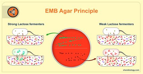 Emb Agar Eosin Methylene Blue Agar Sharebiology