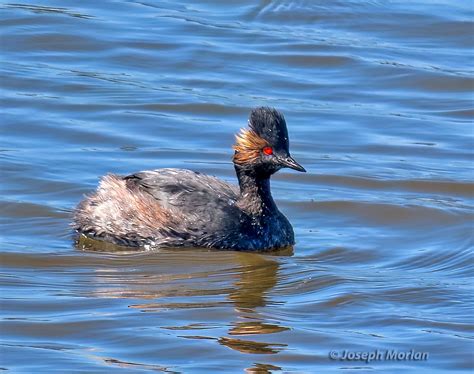 Eared Grebe Birdforum