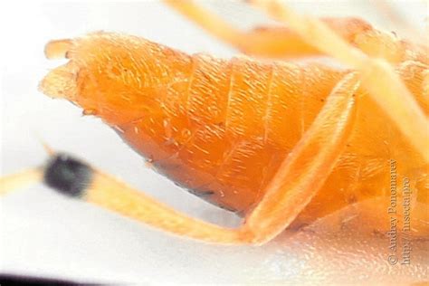 Photo 80004 Athalia Circularis