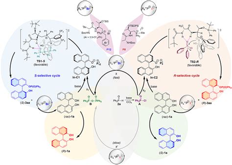 四川大学王天利组angew：手性肽 季鏻盐催化atherton Todd反应实现轴手性化合物的立体发散型动力学拆分 X Mol资讯