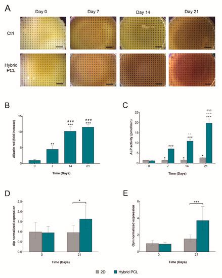 Hybrid 3d Printed And Electrospun Multi Scale Hierarchical Polycaprolactone Scaffolds To Induce