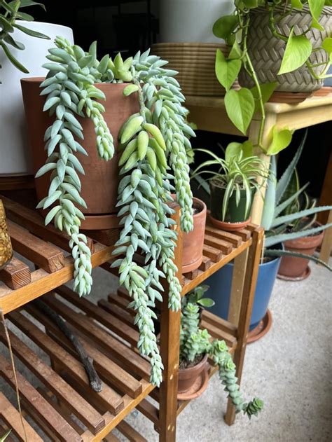 Are These Bromeliad Pups Rindoorplants