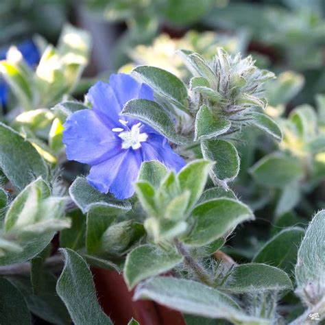 Evolvulus Beach Bum Blue — Green Acres Nursery And Supply