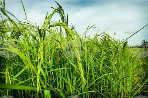 Кръгла маса на тема Зеленият преход инвестиции в технологии и мрежови услуги ще се проведе