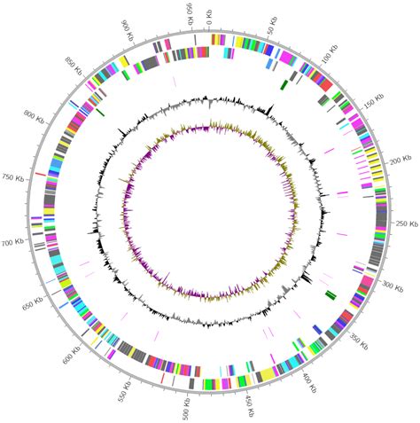 一条命令画出发表级微生物基因组circos圈图：mgcplotter 实战详解 Csdn博客