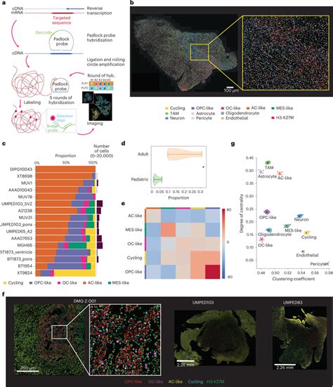 The Single Cell Spatial Transcriptomic Architecture Of H3 K27m Dmgs A Download Scientific
