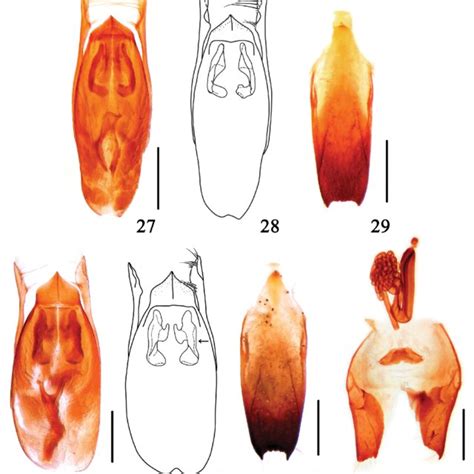Sexual Characters 27 29 Stenus Aduncus Sp Nov 30 33 S Download Scientific Diagram