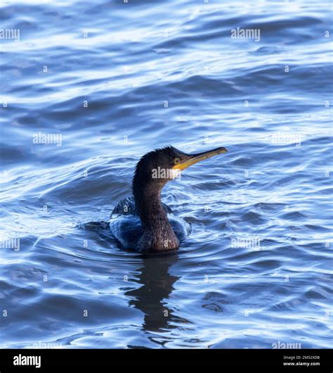 The Cormorant Is Superbly Adapted To An Aquatic Lifestyle Their Body