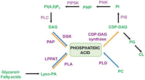 Frontiers Regulation Of Membrane Turnover By Phosphatidic Acid