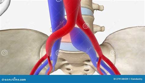 May Thurner Syndrome And Its Effects On The Spine Stock Illustration