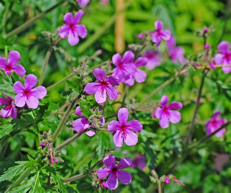 Hardy Geranium Varieties 15 Cranesbills For Every Garden Homes And