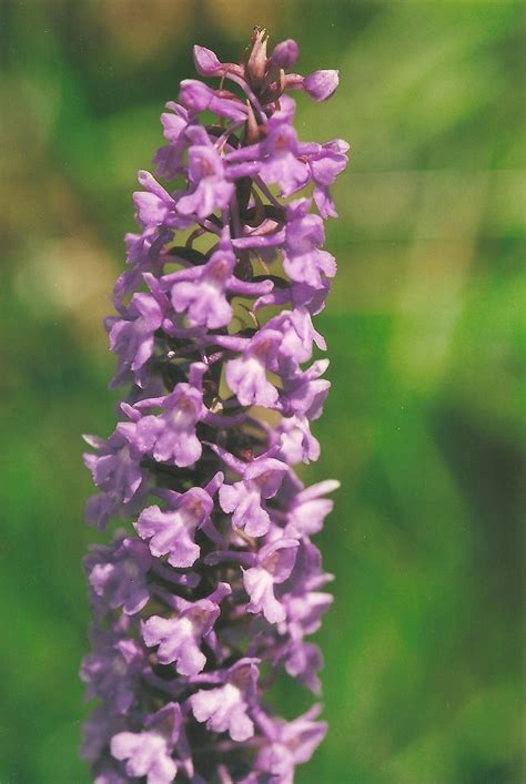 Gymnadenia Alchetron The Free Social Encyclopedia