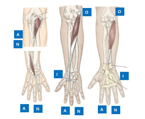Pht1103 Anatomy Aoin Anconeus Extensor Indicus Flexor Carpi Radialis