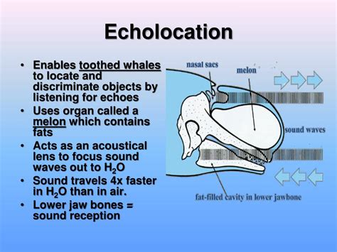 Ppt Marine Mammals Powerpoint Presentation Free Download Id4865462