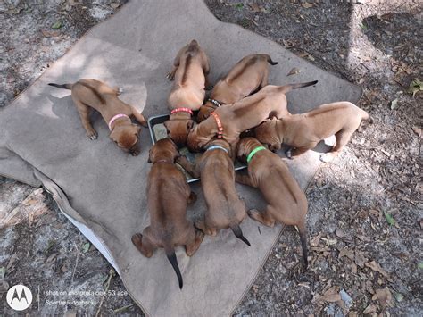 The Puppies Had Their First Helping Spectre Ridgebacks