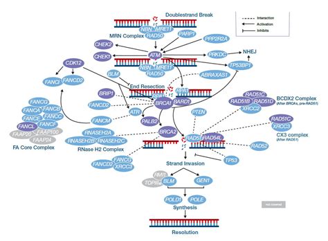 True Comprehensive Genomic Profiling