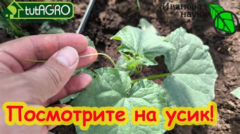 ОГУРЦЫ МОМЕНТАЛЬНО НАЧНУТ ДВАТЬ УРОЖАЙ! Не пропустите эту простую ...