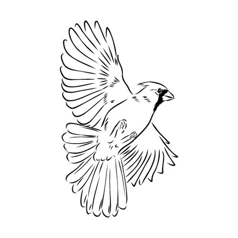 Premium Vector Cardinal Bird Sketch Vector Illustration Hand Drawn