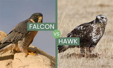 Falcon Vs Hawk How Different Are These Birds Of Prey