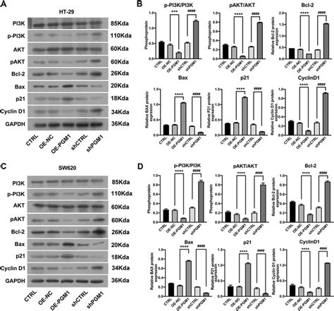 Pgm1 Action Was Related To The Pi3k Akt Pathway A Levels Of Pi3k Download Scientific Diagram
