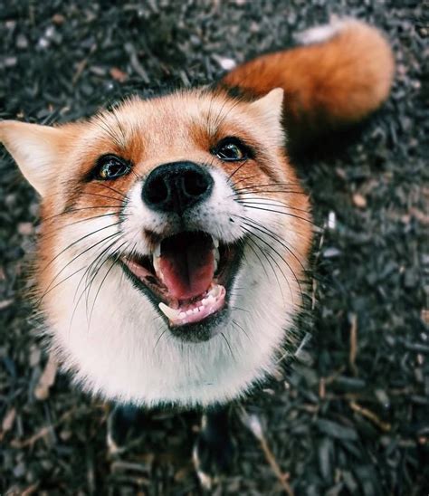 Лис с языком (66 фото) | Pet fox, Pretty animals, Cute wild animals