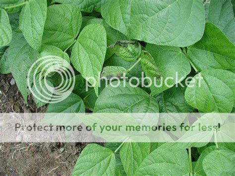 Pole Bean Leaf Disease Or Deficiency Pics Homesteading Forum