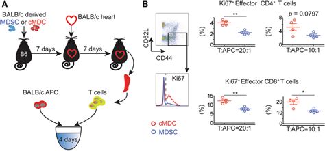 Donor Derived Mdscs Suppress Effector T Cell Activation A Schematic