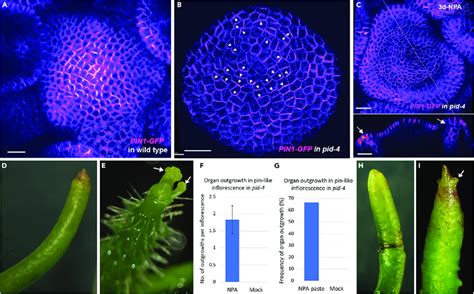 Basally Localized Pin1 In Pid Mutant Meristem Likely Transports Auxin Download Scientific