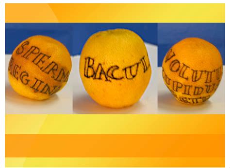 Examples Of Freshly Tattooed Oranges Sperma Regina Bacula Volutus