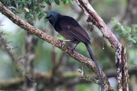 Ribbon Tailed Astrapia Astrapia Mayeri Photo Call And Song