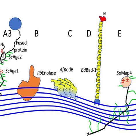 The Diagram Of Ergosterol Formation In Fungal Cells Emami Et Al 2017