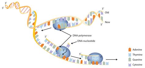 193 Replication And Expression Of Genetic Information Chemistry
