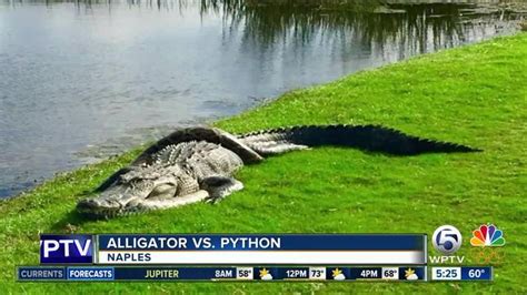 Python Alligator Tangle On Florida Golf Course