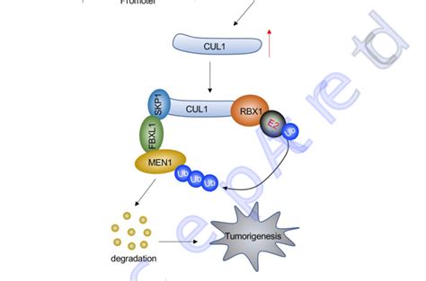 A Schematic Diagram Of Scf Fbxl1 E3 Ligase Mediated Ubiquitination Of