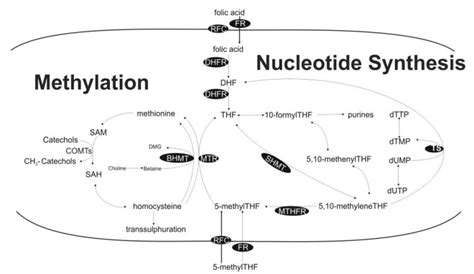 One Carbon Metabolism Roles Health Implications And Applications